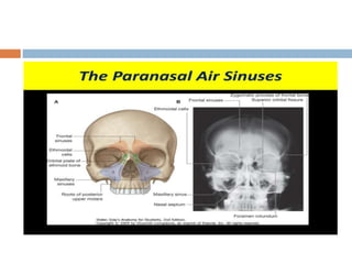 Anatomy of Paranasal Sinuses | PPTX