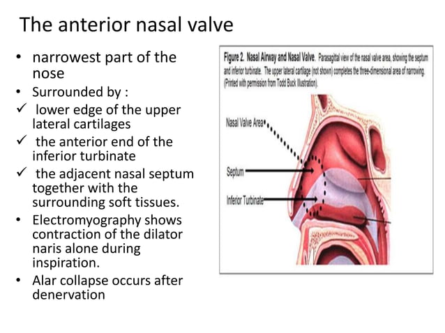 Physiology of Nose | PPTX | Ear, Nose and Throat Conditions | Diseases ...