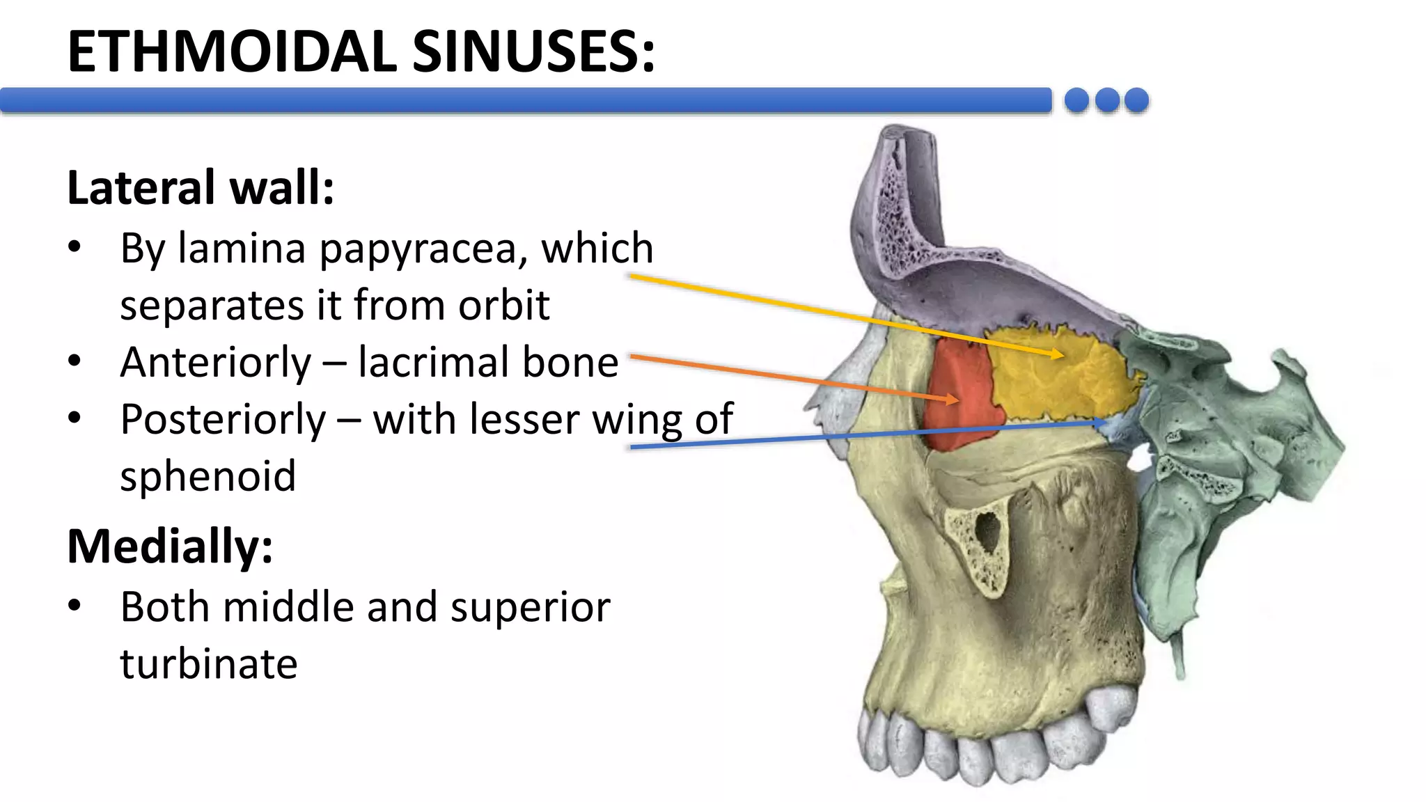anatomy of Para nasal sinus with clinical anatomy | PPT