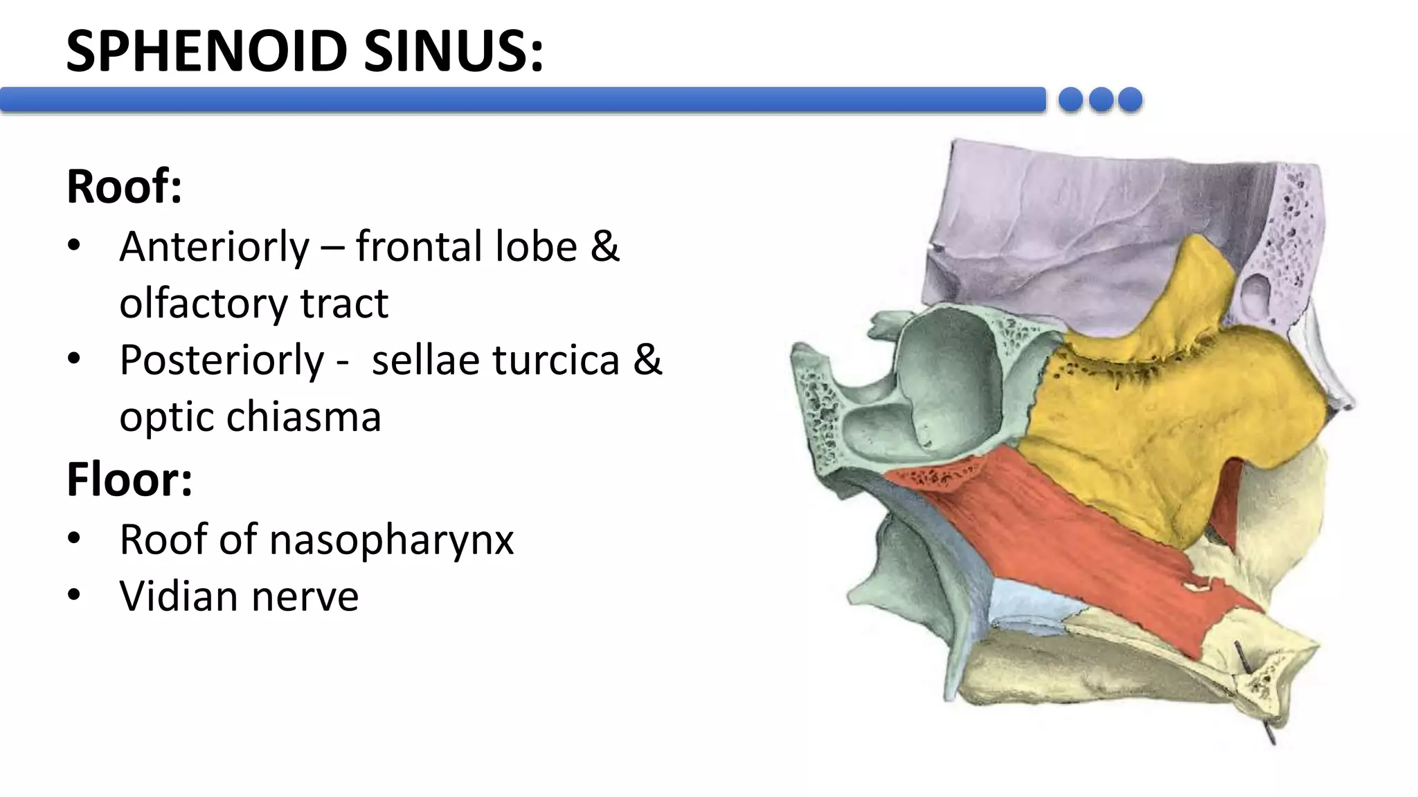 anatomy of Para nasal sinus with clinical anatomy | PPT
