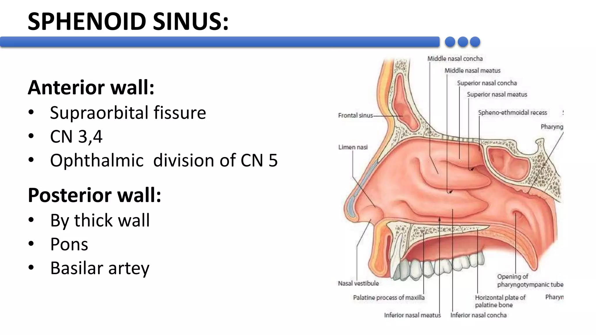 anatomy of Para nasal sinus with clinical anatomy | PPT