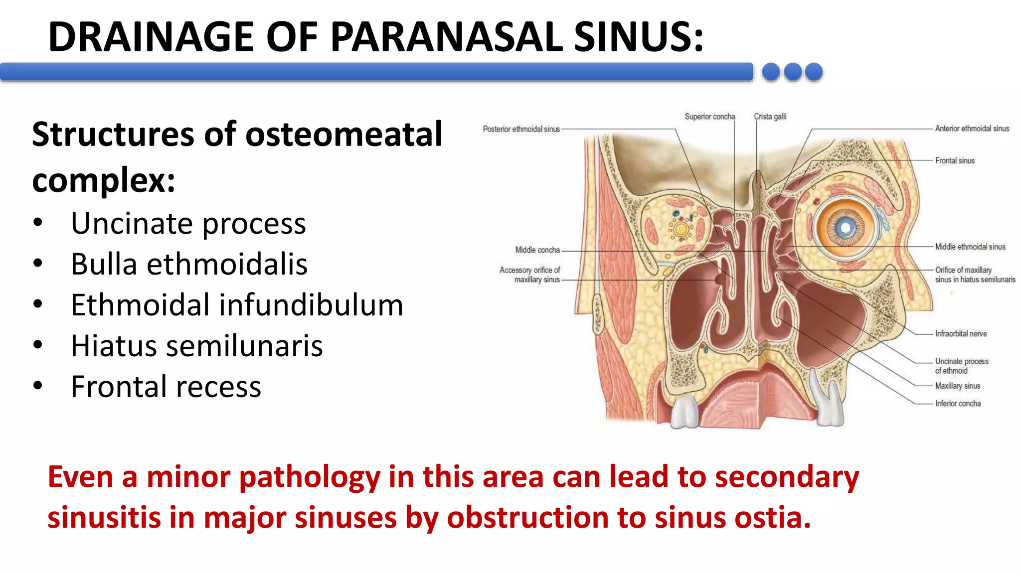 anatomy of Para nasal sinus with clinical anatomy | PPT