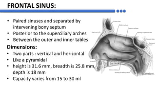 anatomy of Para nasal sinus with clinical anatomy | PPT