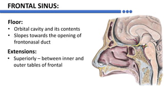 anatomy of Para nasal sinus with clinical anatomy | PPT