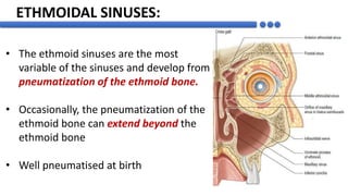 anatomy of Para nasal sinus with clinical anatomy | PPT