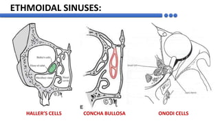 anatomy of Para nasal sinus with clinical anatomy | PPT
