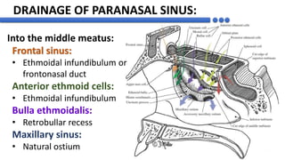 anatomy of Para nasal sinus with clinical anatomy | PPT