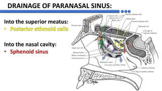 anatomy of Para nasal sinus with clinical anatomy | PPT