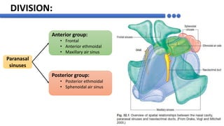 anatomy of Para nasal sinus with clinical anatomy | PPTX