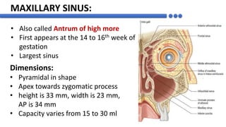 anatomy of Para nasal sinus with clinical anatomy | PPTX