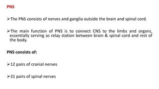 Peripheral nervous system | PPTX