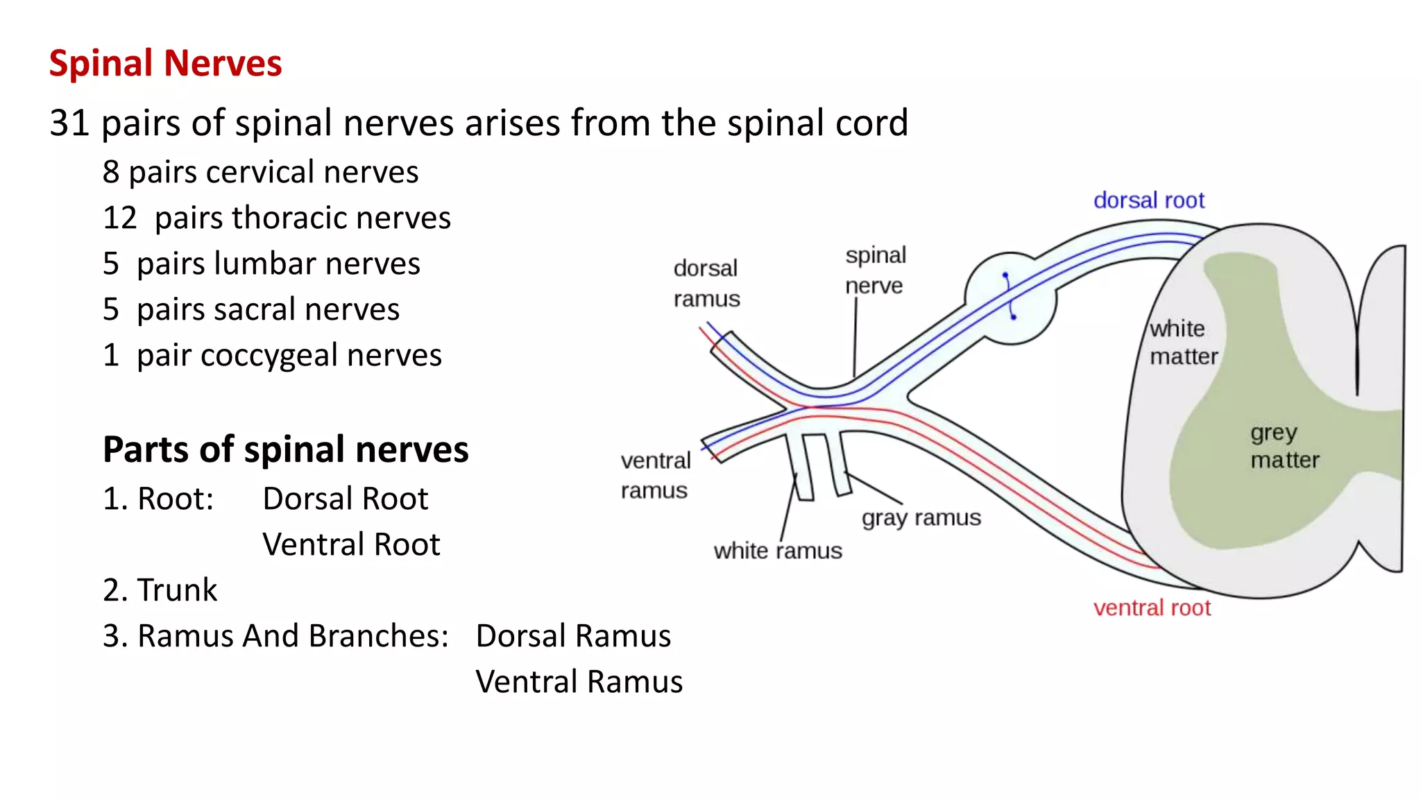 Peripheral nervous system | PPT