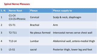 Peripheral nervous system | PPTX