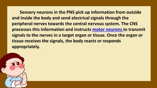 PNS.pptx