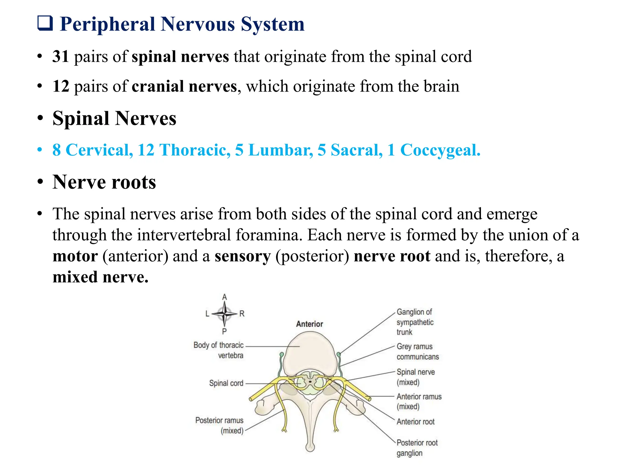 Peripheral Nervous System | PPTX