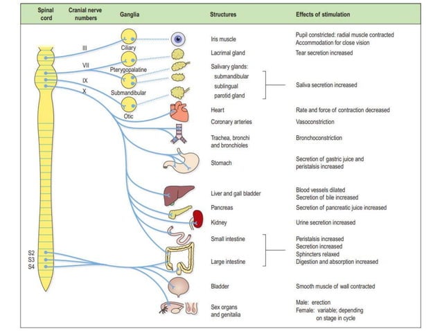 Peripheral Nervous System | PPTX | Brain and Nervous System Disorders | Diseases and Conditions