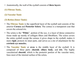 Peripheral Nervous System | PPTX