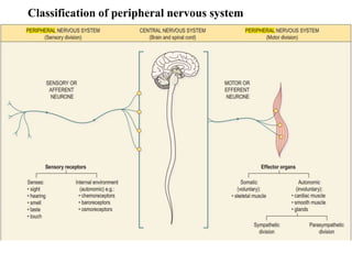 Peripheral Nervous System | PPTX