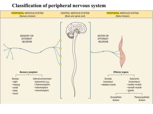 Peripheral Nervous System | PPTX | Brain and Nervous System Disorders ...