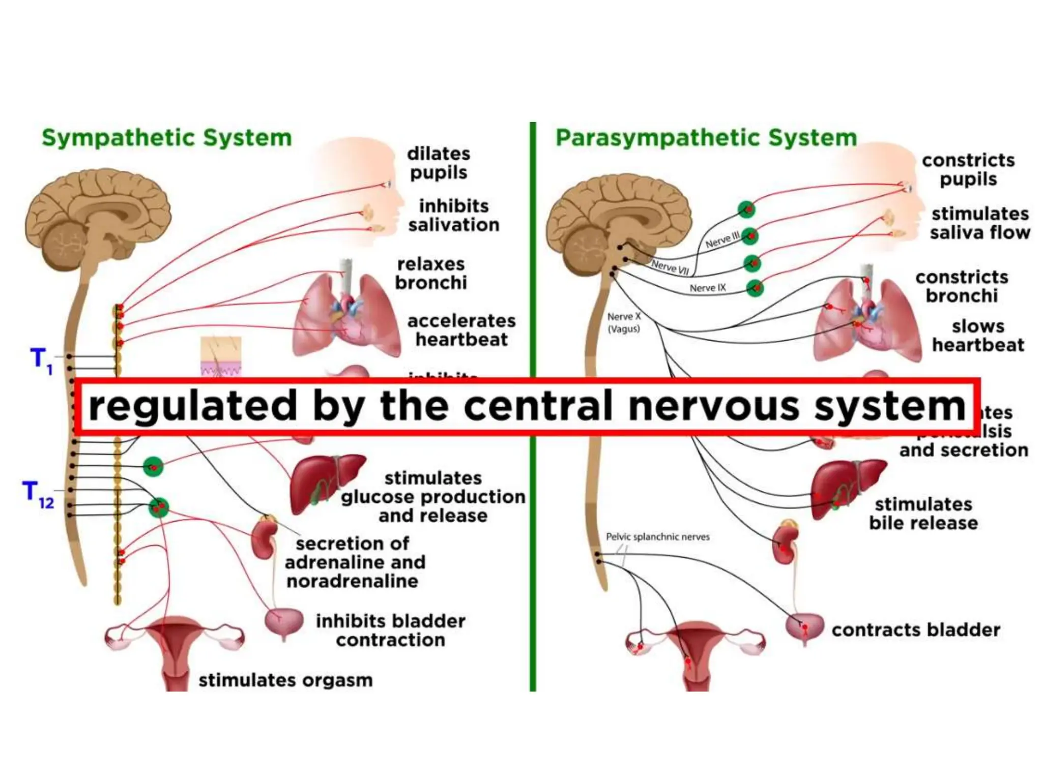PNS - Peripheral Nervous System & Neurotransmission | PPTX