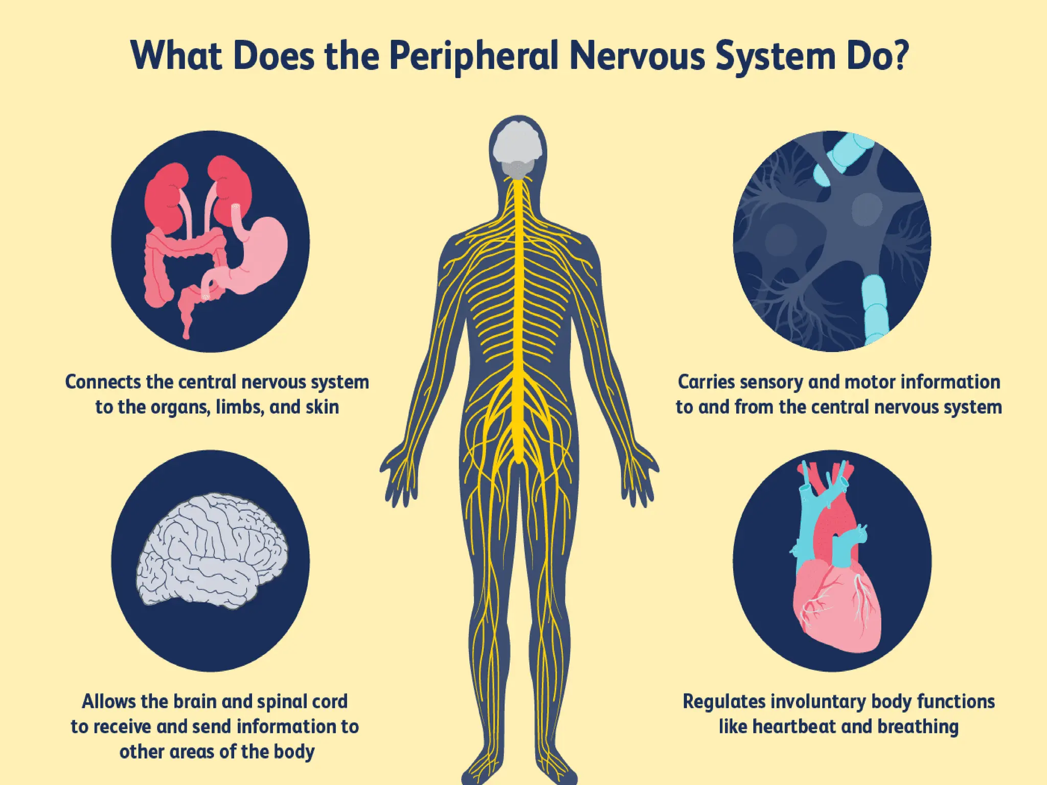PNS - Peripheral Nervous System & Neurotransmission | PPTX