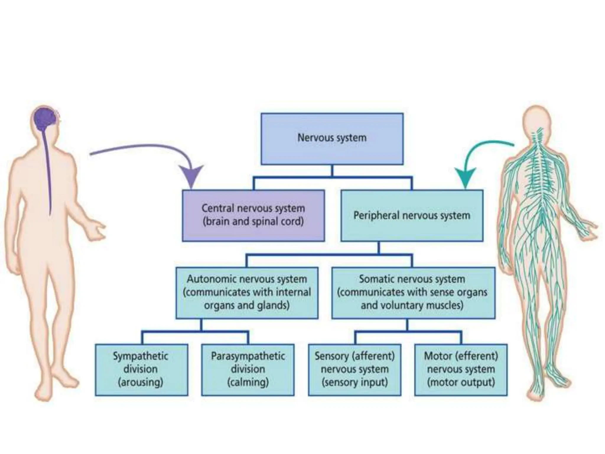 PNS - Peripheral Nervous System & Neurotransmission | PPTX