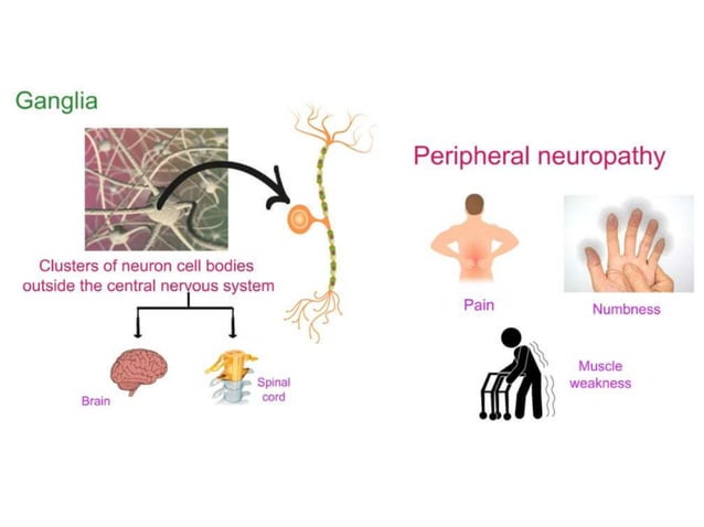 PNS - Peripheral Nervous System & Neurotransmission | PPTX | Brain and ...
