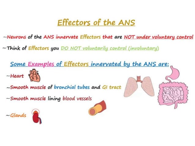 PNS - Peripheral Nervous System & Neurotransmission | PPTX | Brain and ...