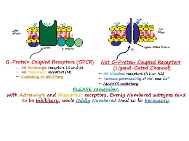 PNS - Peripheral Nervous System & Neurotransmission | PPTX | Brain and ...