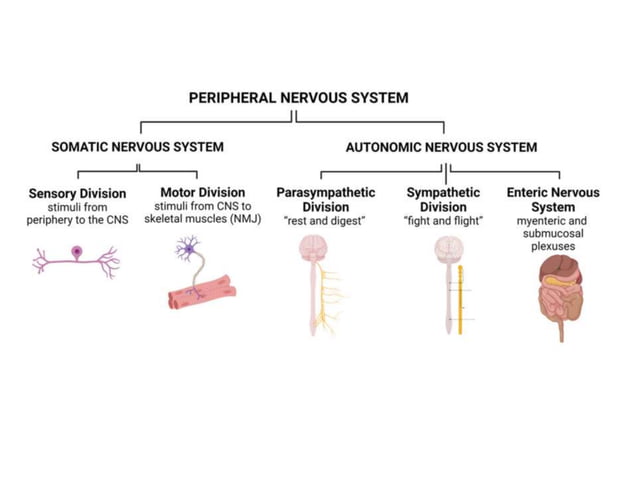 PNS - Peripheral Nervous System & Neurotransmission | PPTX