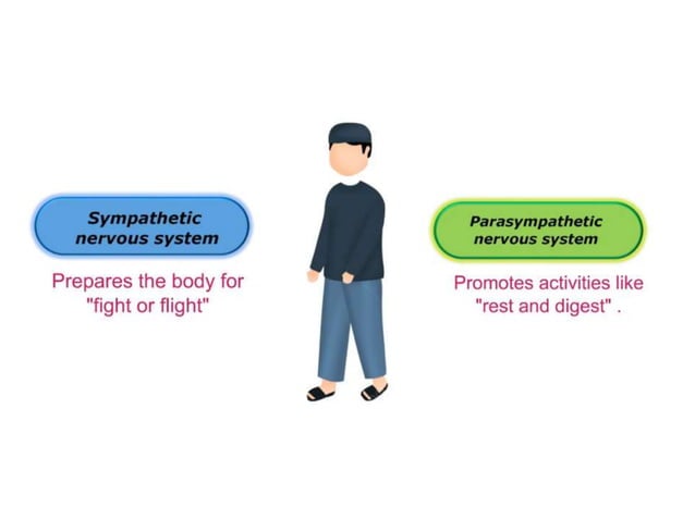 PNS - Peripheral Nervous System & Neurotransmission | PPTX | Brain and ...