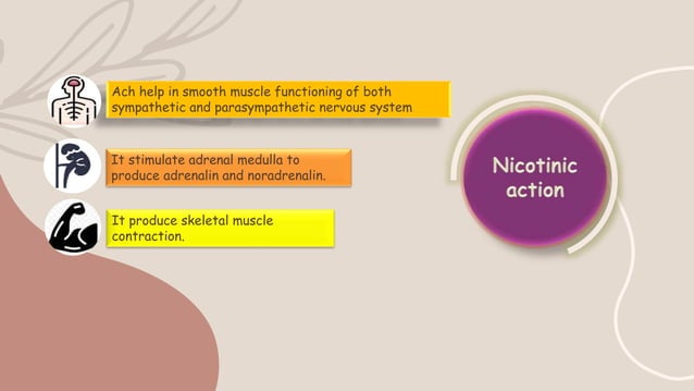 Peripheral Nervous system(Cholinergic drug) | PPTX | Brain and Nervous ...