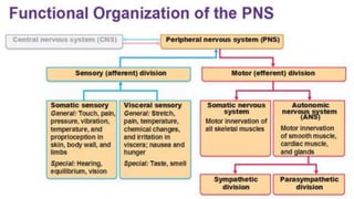 Peripheral Nervous system(Cholinergic drug) | PPTX | Brain and Nervous ...