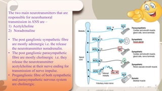 Peripheral Nervous system(Cholinergic drug) | PPTX | Brain and Nervous ...