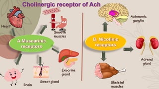 Peripheral Nervous system(Cholinergic drug) | PPTX | Brain and Nervous ...