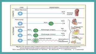 DRUGS ACTING ON PERIPHERAL NERVOUS SYSTEM | PPTX