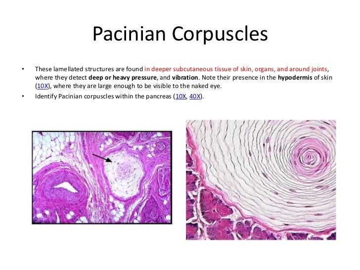 Pns and cardio study guide