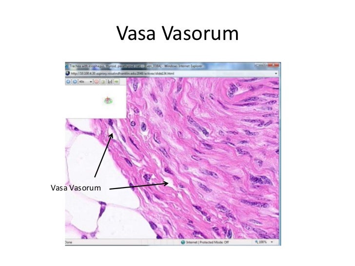Pns and cardio study guide