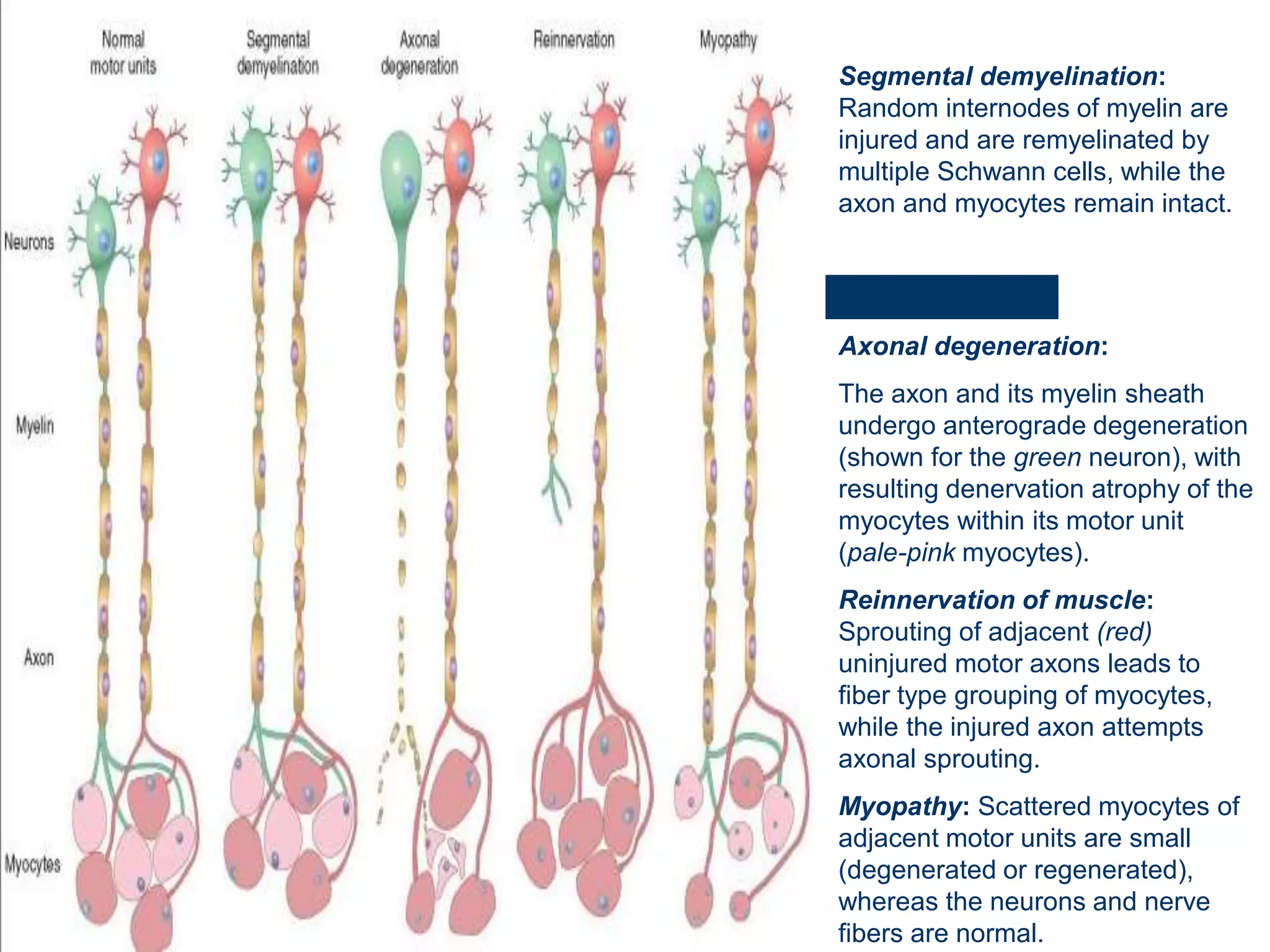 Pns and muscle | PPT
