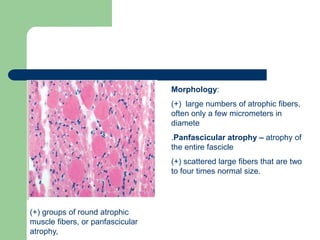 Pns and muscle | PPT
