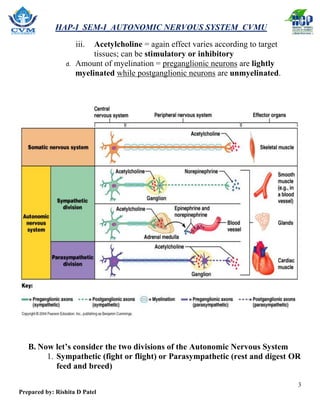 PNS_ Autonomic Nervous System _RDP | PDF
