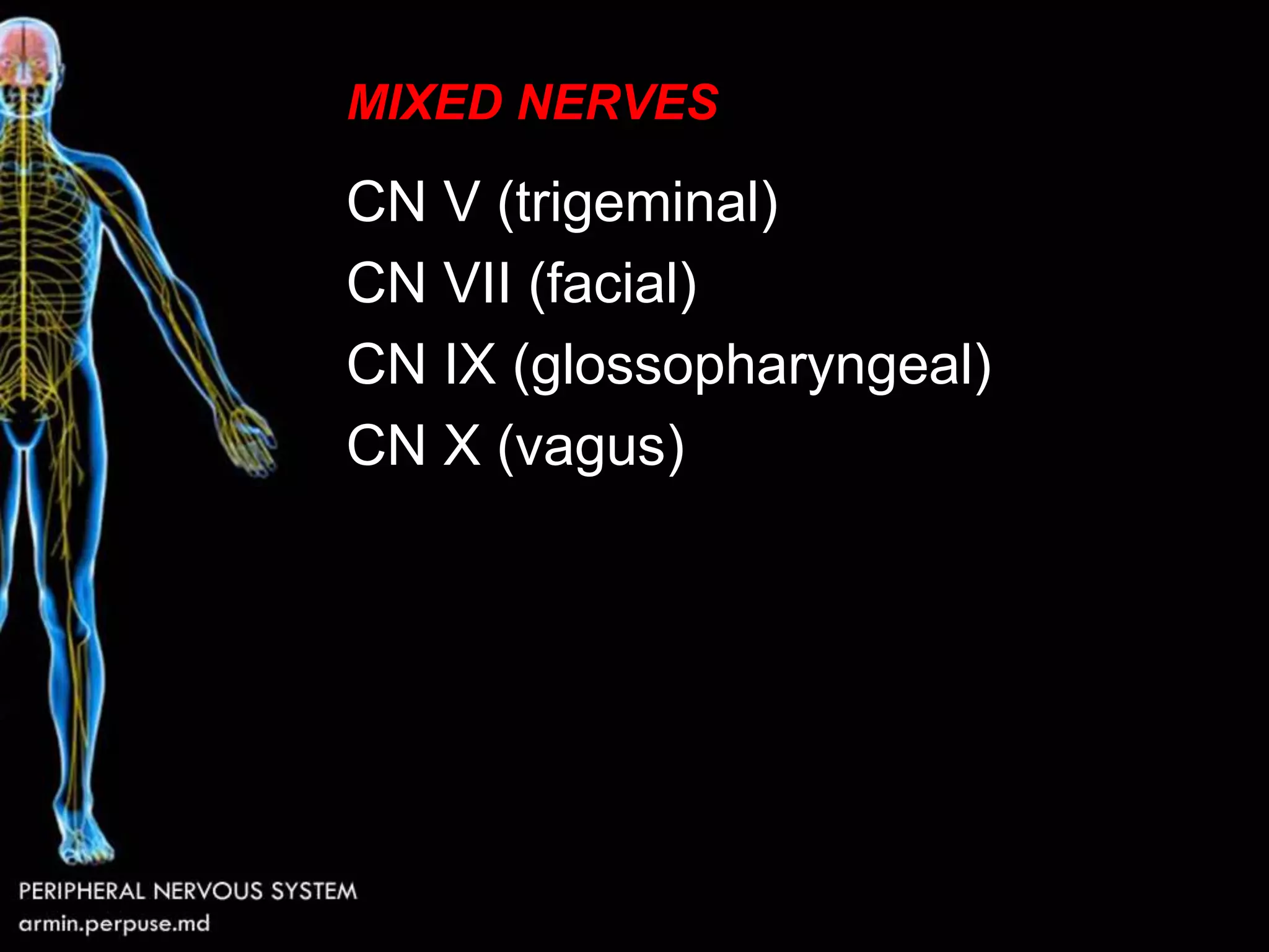 Peripheral Nervous System | PPTX