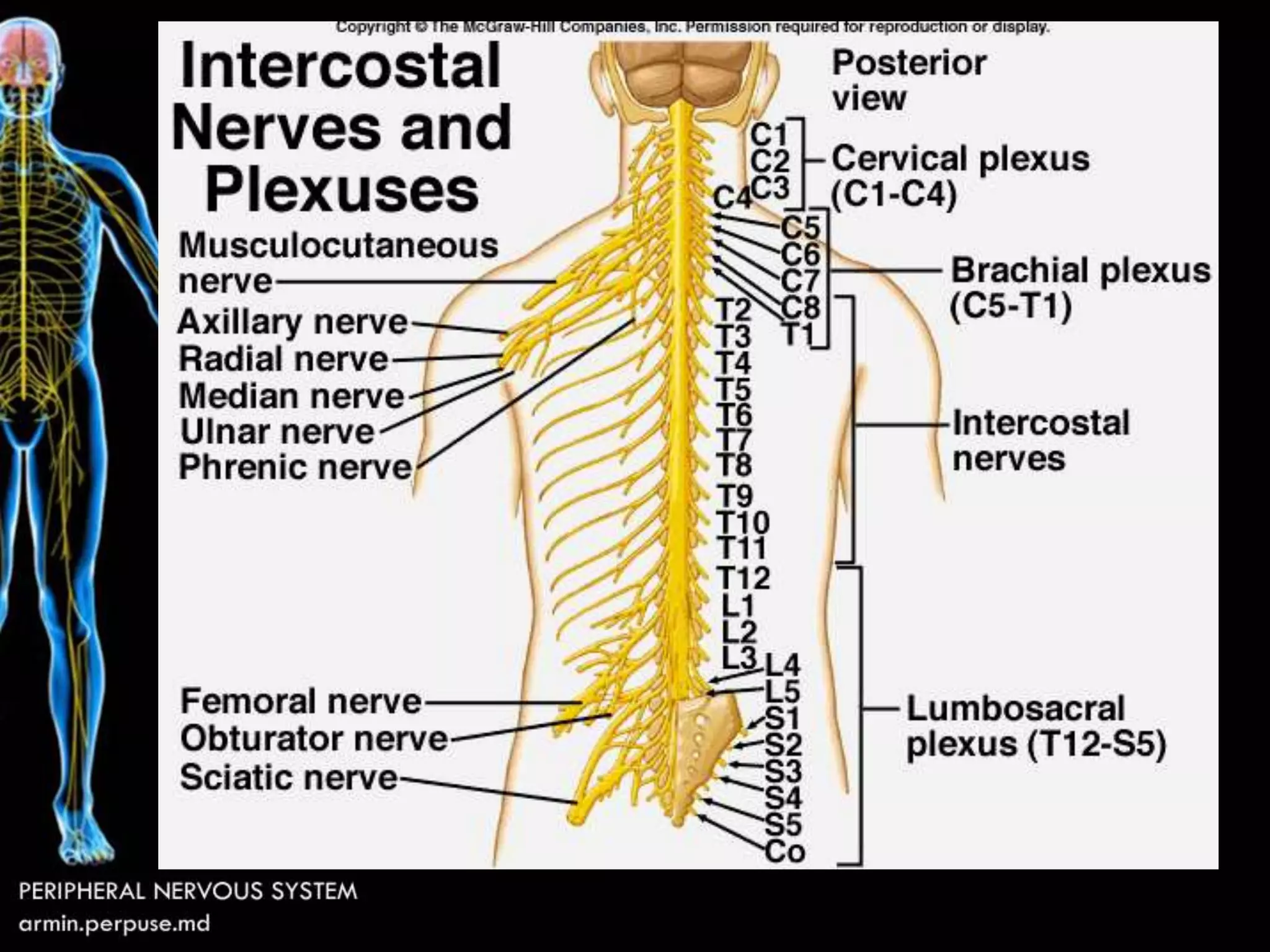 Peripheral Nervous System | PPTX