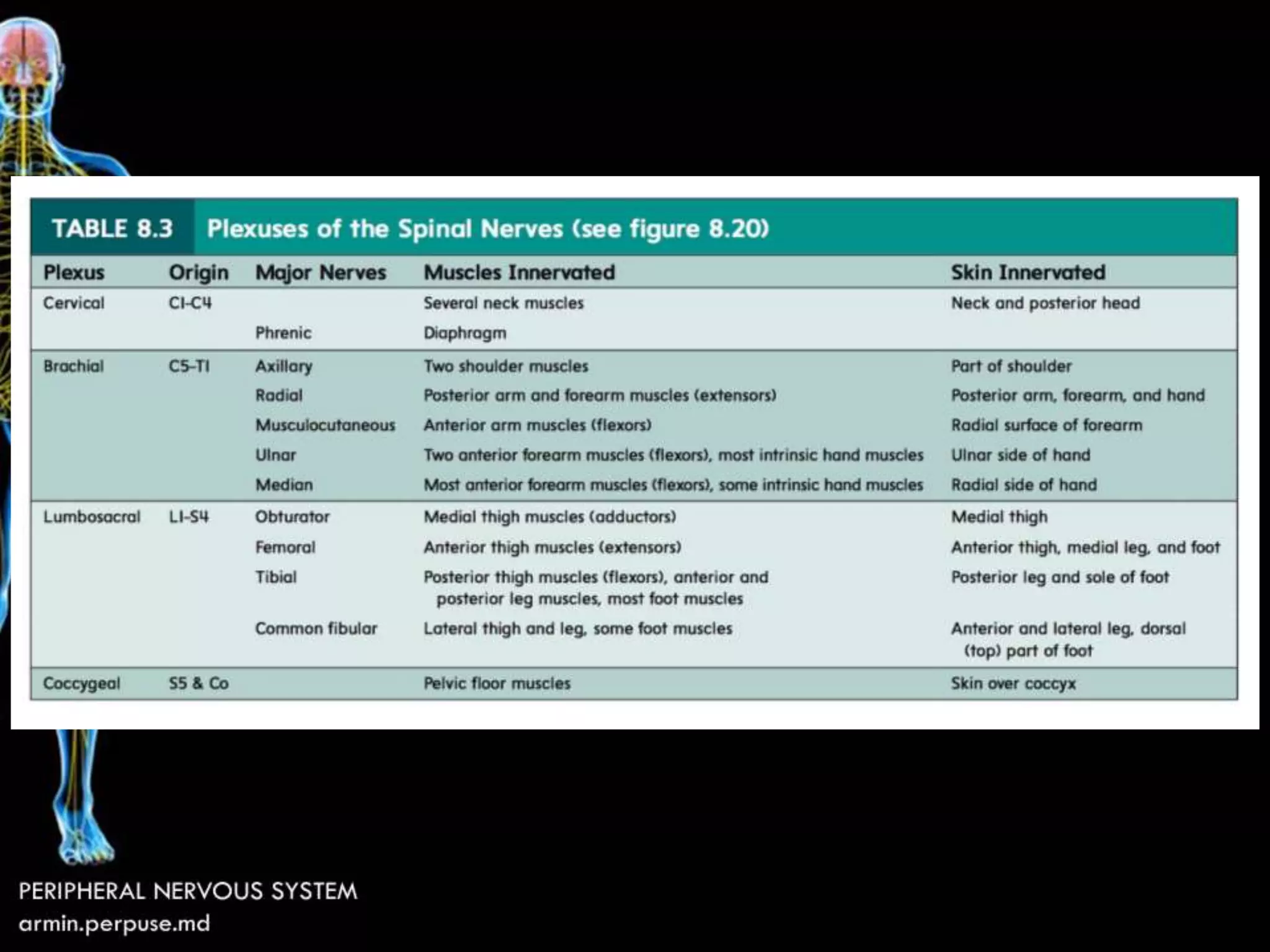 Peripheral Nervous System | PPTX