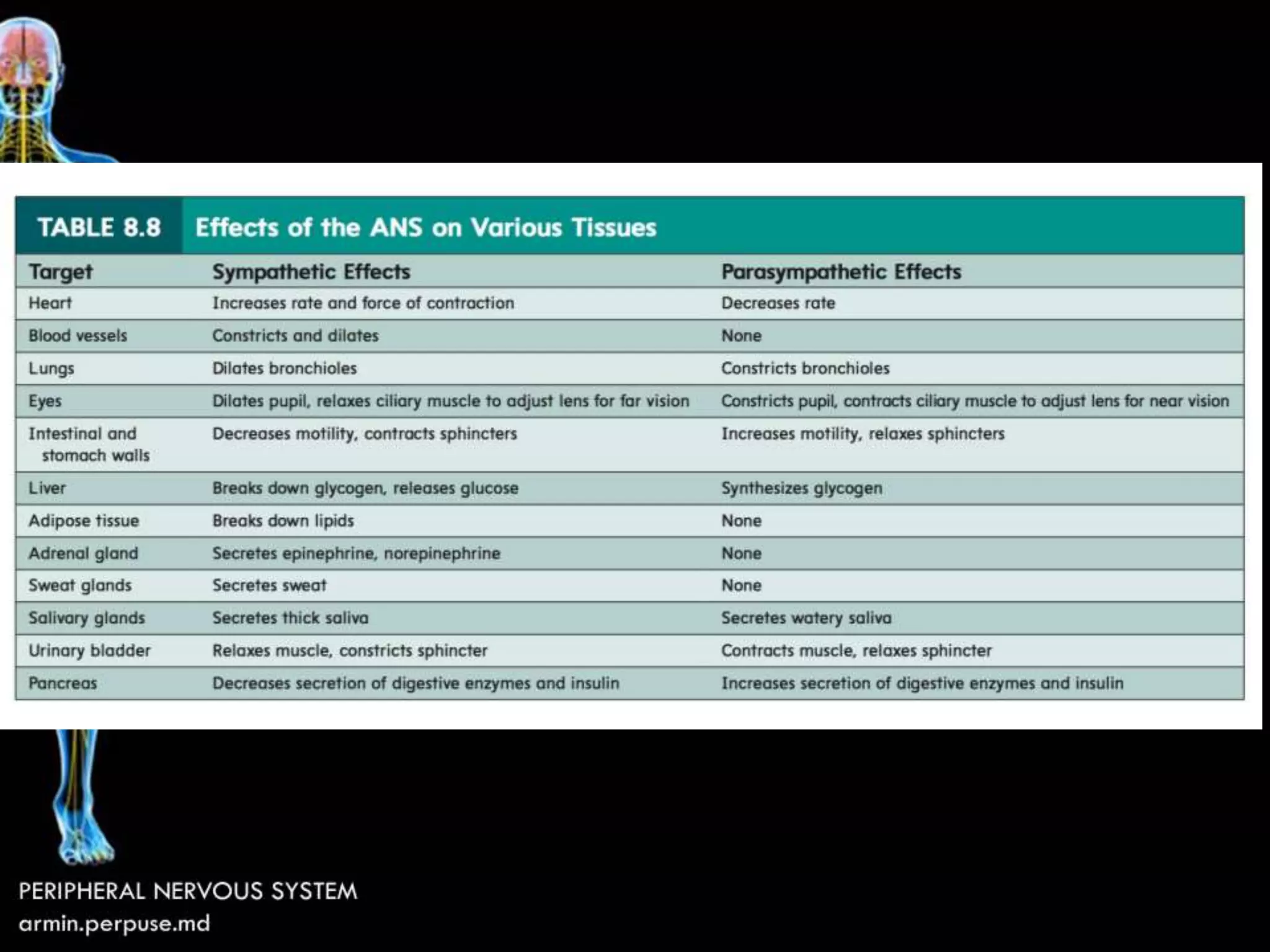 Peripheral Nervous System | PPTX