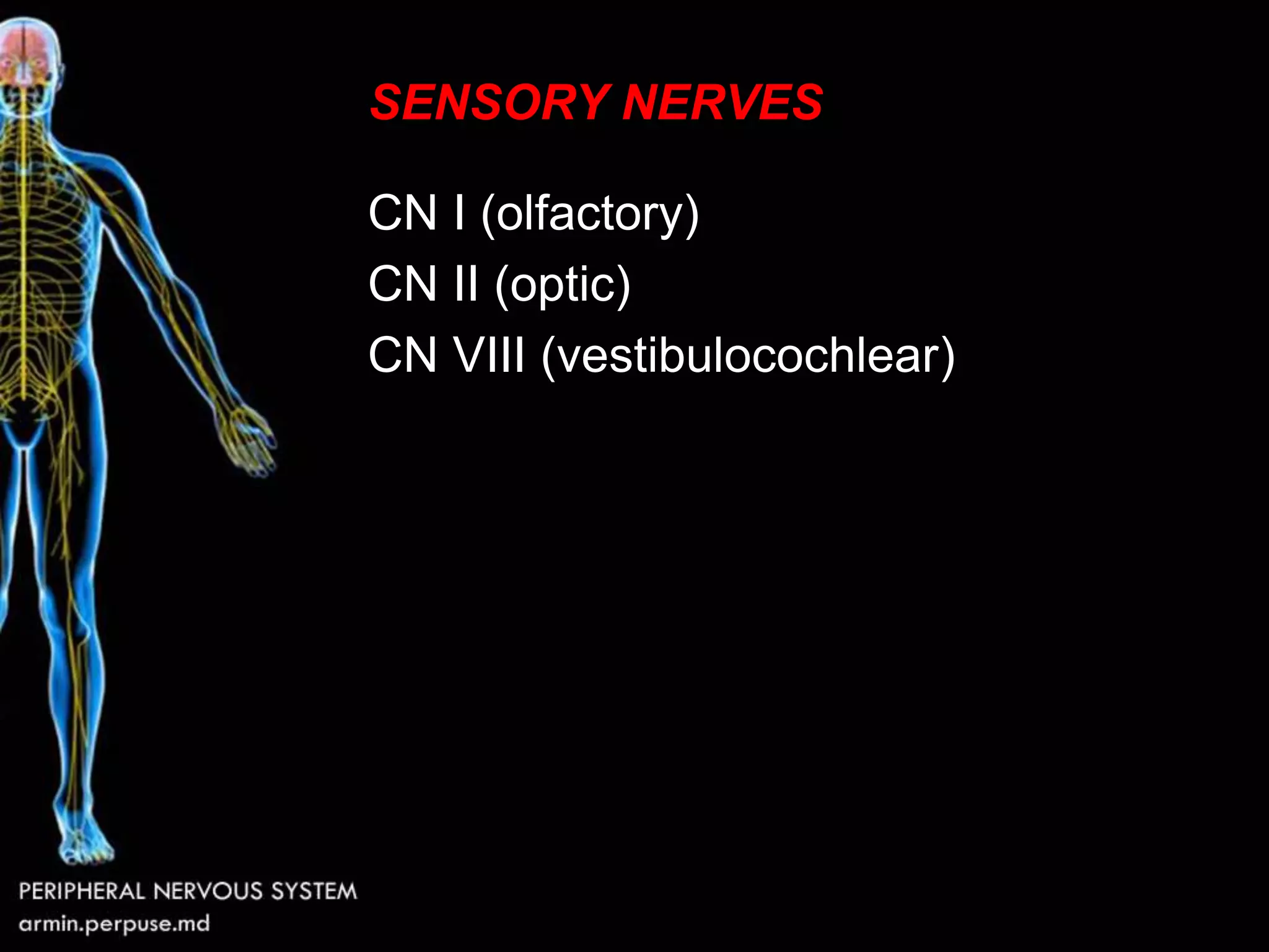 Peripheral Nervous System | PPTX