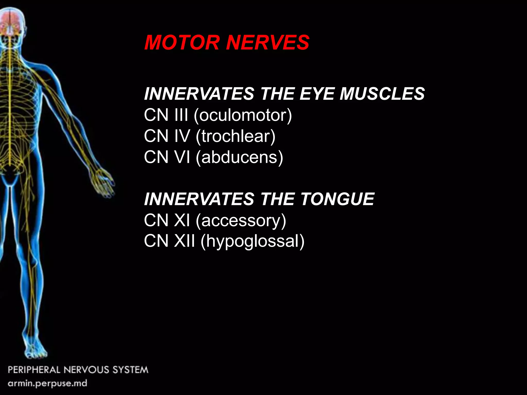 Peripheral Nervous System | PPTX