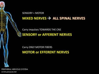 Peripheral Nervous System | PPTX