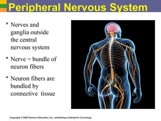 Learning the Peripheral Nervous System.pptx