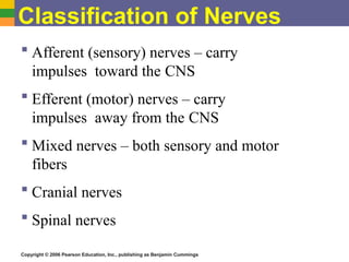 Learning the Peripheral Nervous System.pptx